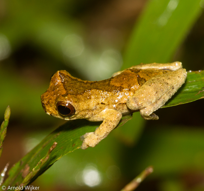 Ranita Caricorta (Especies de Anfibios del Meta, Colombia) · iNaturalist
