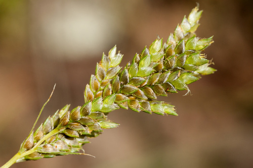 Rusby's Flatsedge (Cyperus sphaerolepis)