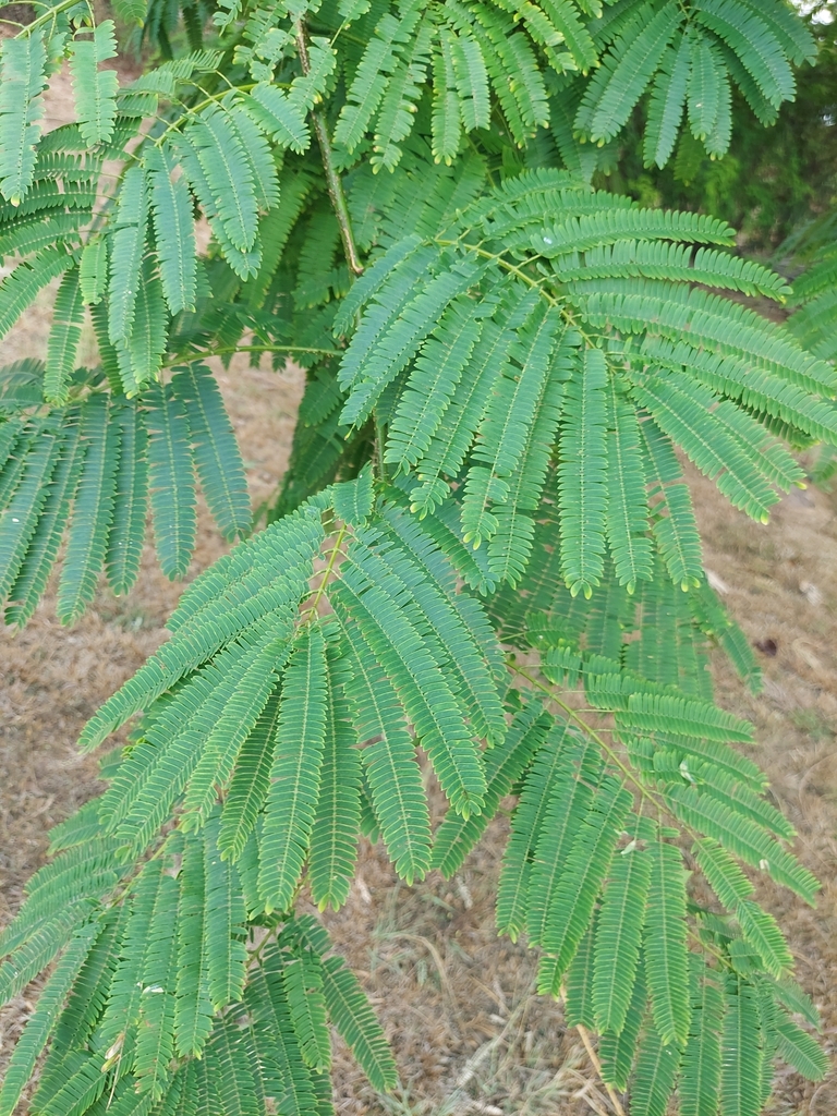 elephant ear tree from Las Tablas, Panama on May 02, 2021 at 11:06 AM ...