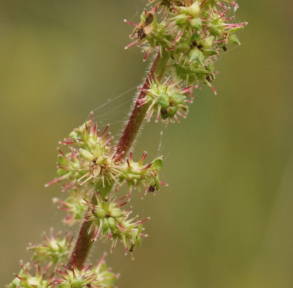 sheep's burr (Native Flora of the Victorian Volcanic Plains Part 1 ...
