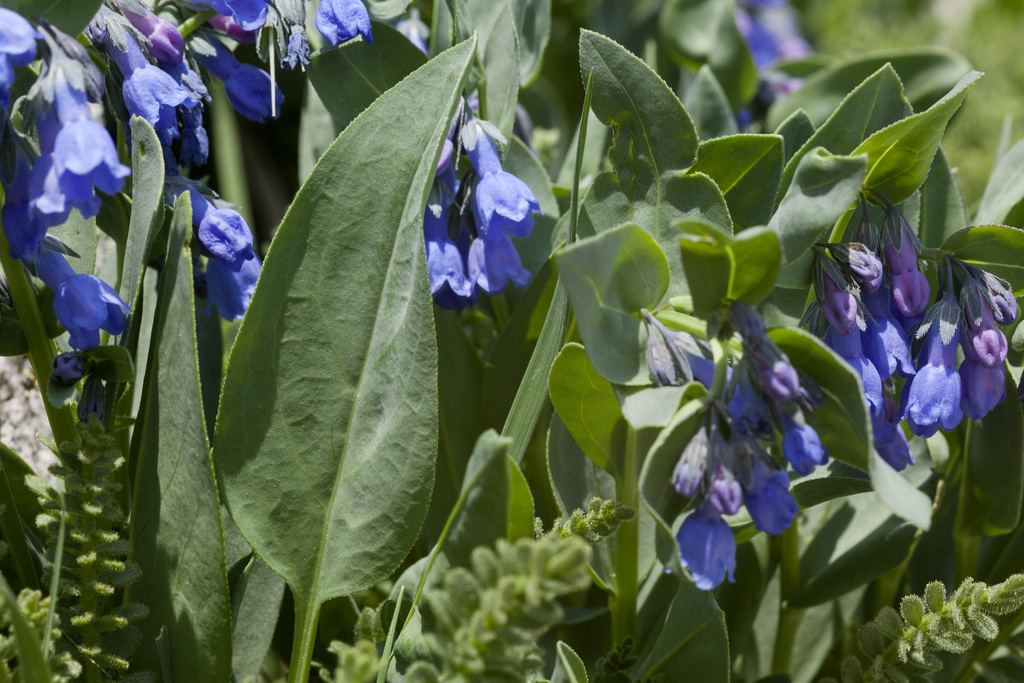 Mertensia ovata var. caelestina (Alpine Flora of the Southern Rocky ...