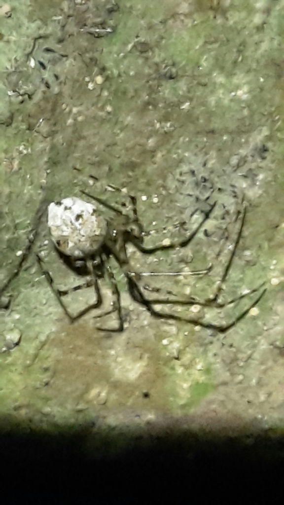 White porch spider from 114 Oxford St, Ashhurst 4810, New Zealand on ...