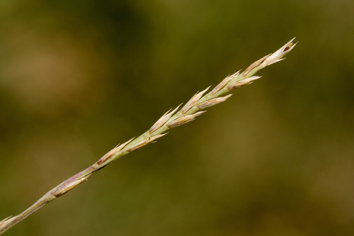 Muhlenbergia paniculata · NaturaLista Colombia