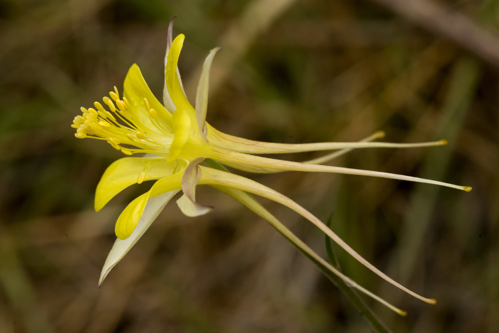 Aquilegia chrysantha chaplinei from 32.960 -105.780 on July 12, 2014 by ...