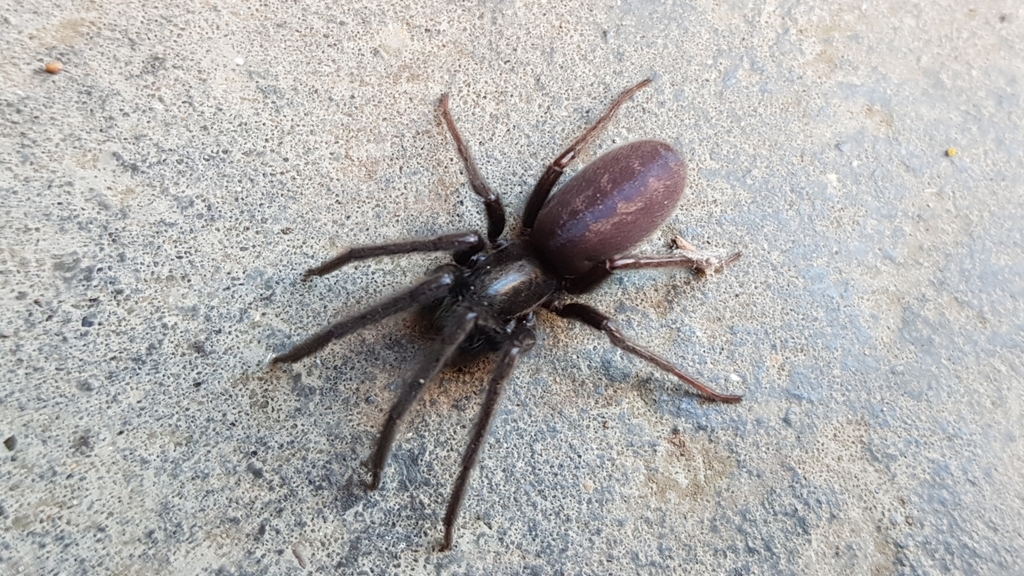 Tube-dwelling Spider in April 2021 by captainonionhead · iNaturalist
