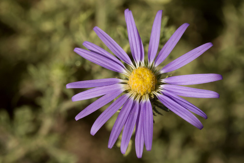 Tahoka daisy (Machaeranthera tanacetifolia)