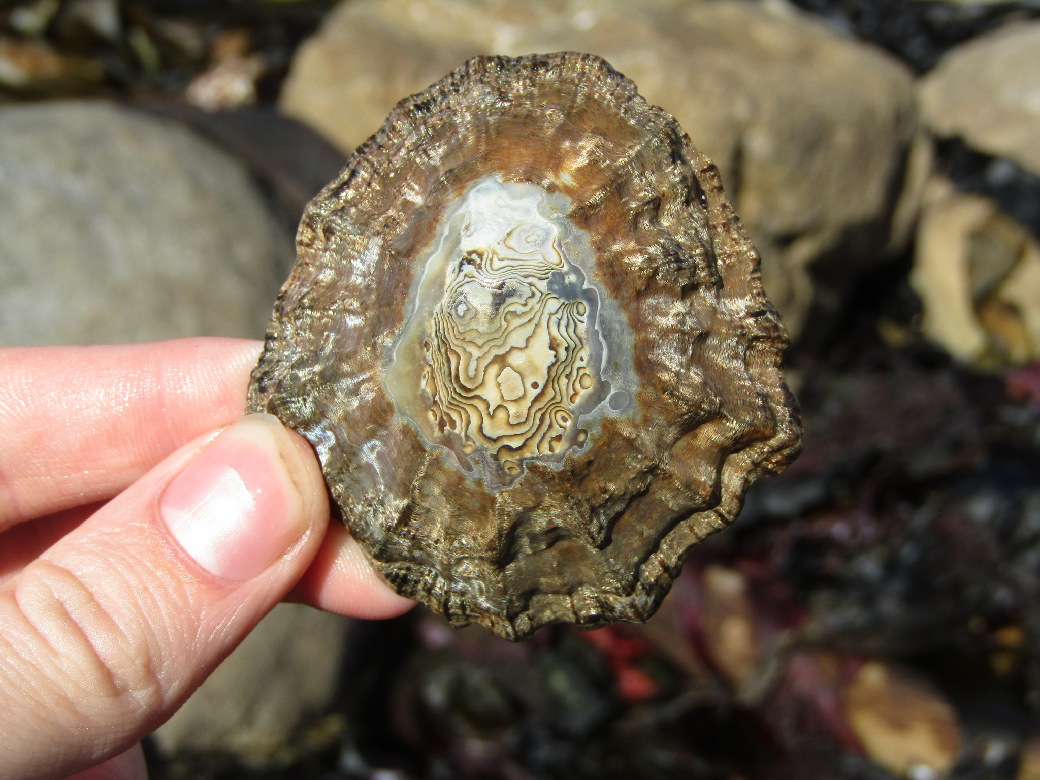 Cymbula oculus (Born, 1778)