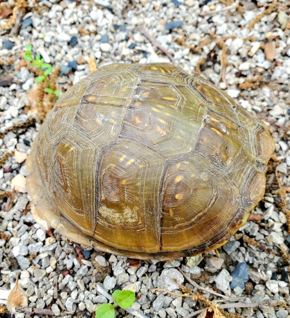 Common Box Turtle in May 2021 by Andrew George · iNaturalist