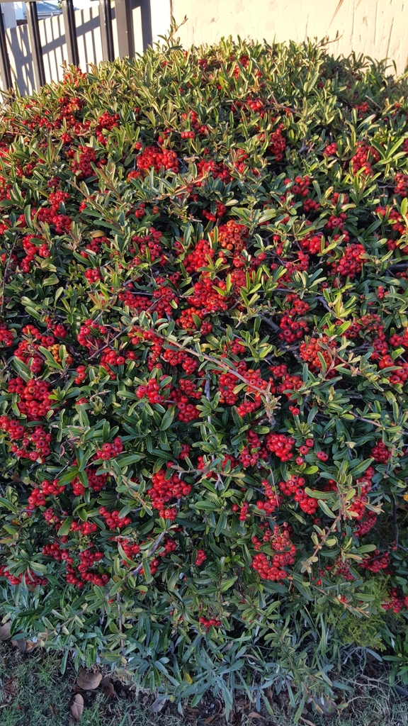 Maleae from Plettenberg Bay, 6600, South Africa on May 2, 2021 at 07:32 ...