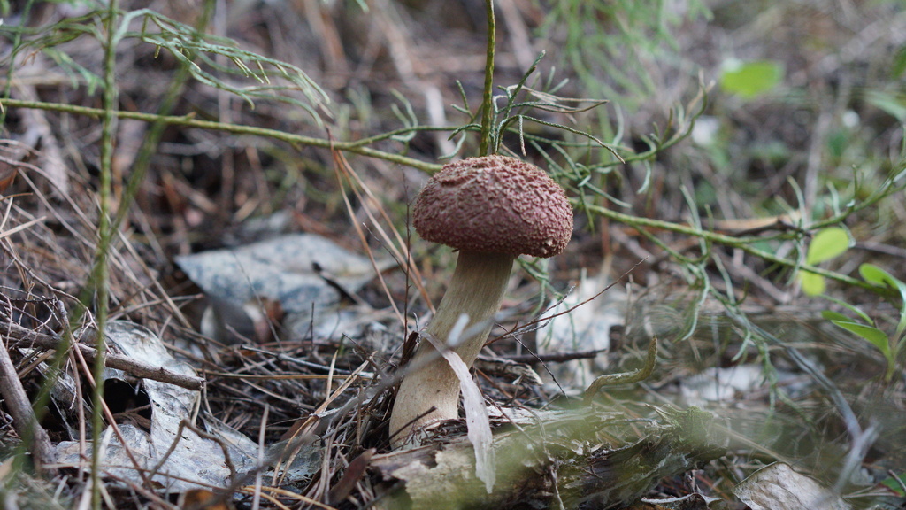 Pineapple Bolete from Pauanui, New Zealand on May 01, 2021 at 09:27 AM ...