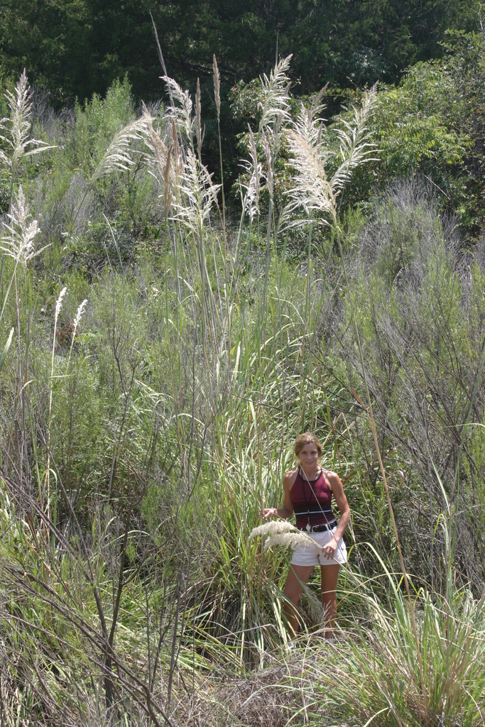ravenna grass from Wise County, TX, USA on August 29, 2003 at 12:30 PM ...