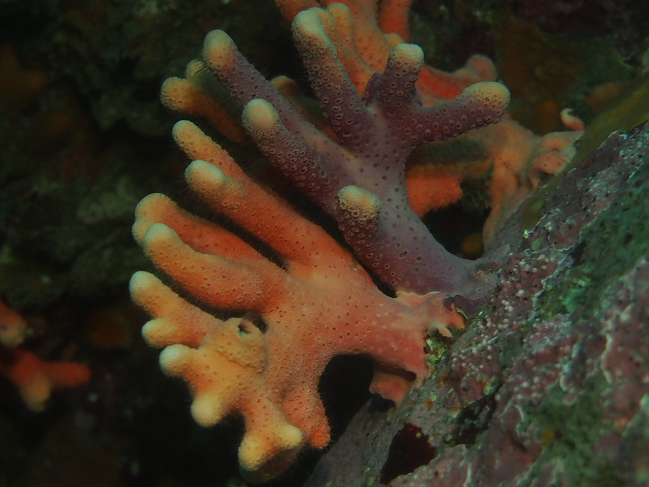 Stylaster californicus (Verrill, 1866)