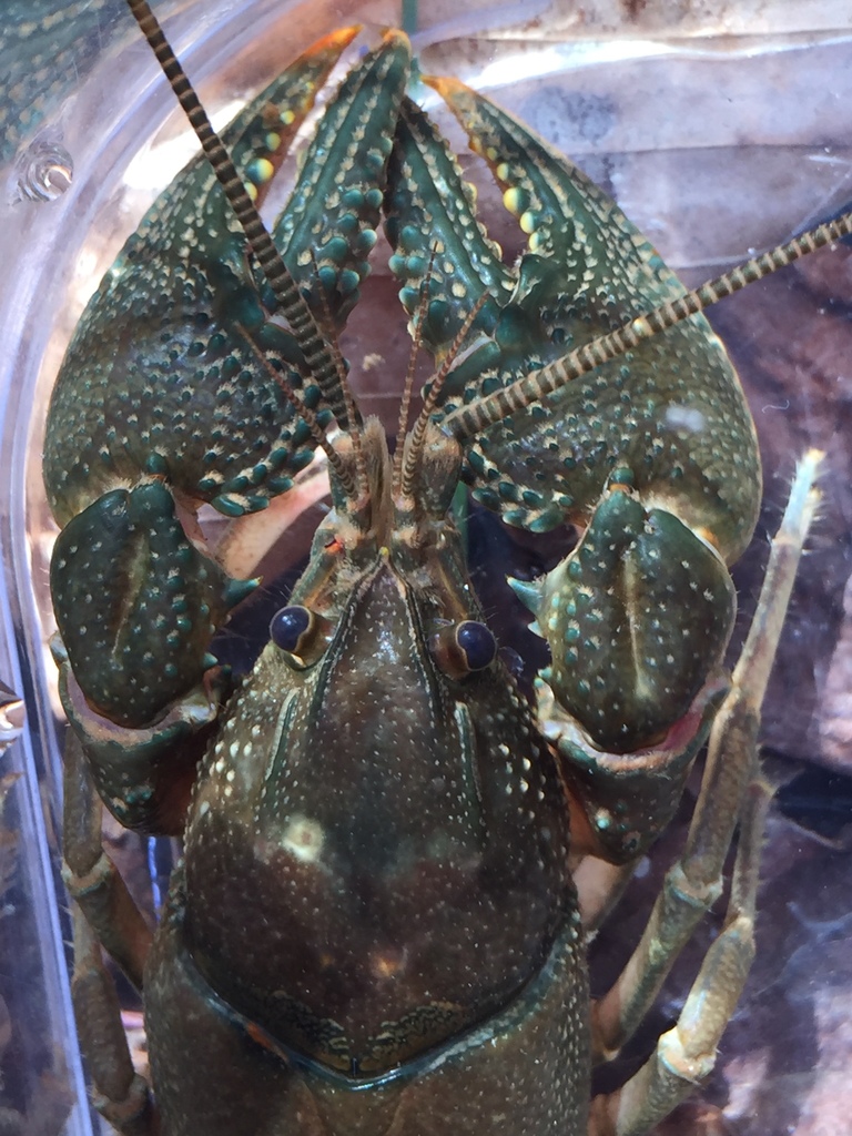 Variable Crayfish from 2268 Clinton Rd, Villa Rica, GA, US on December ...