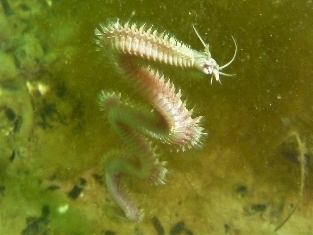 Estuary Ragworm from 24229 Strande, Deutschland on May 2, 2021 at 11:14 ...