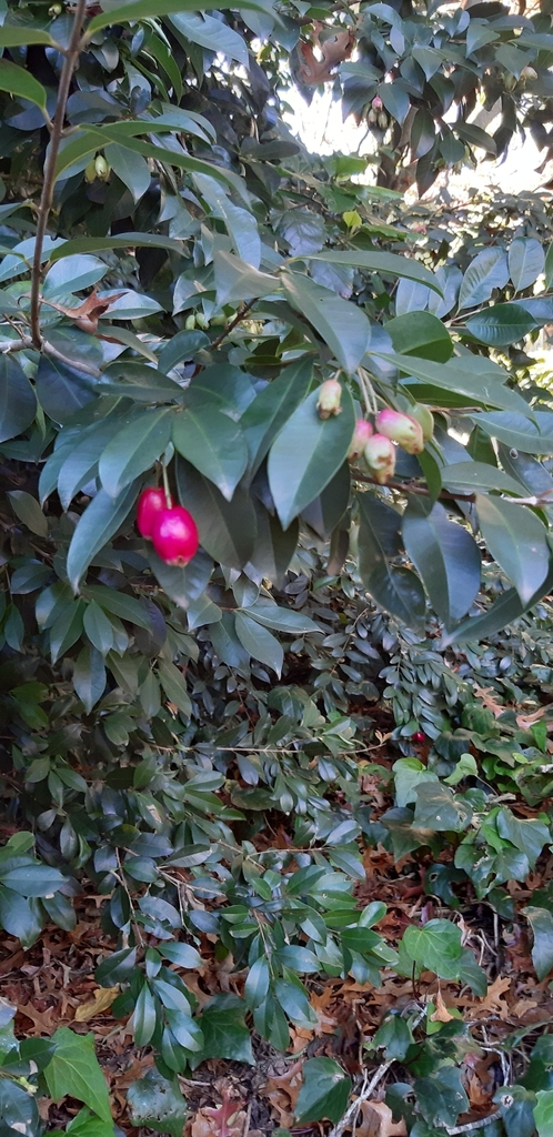 scrub cherry from Silverhurst, Cape Town, 7806, South Africa on May 2 ...