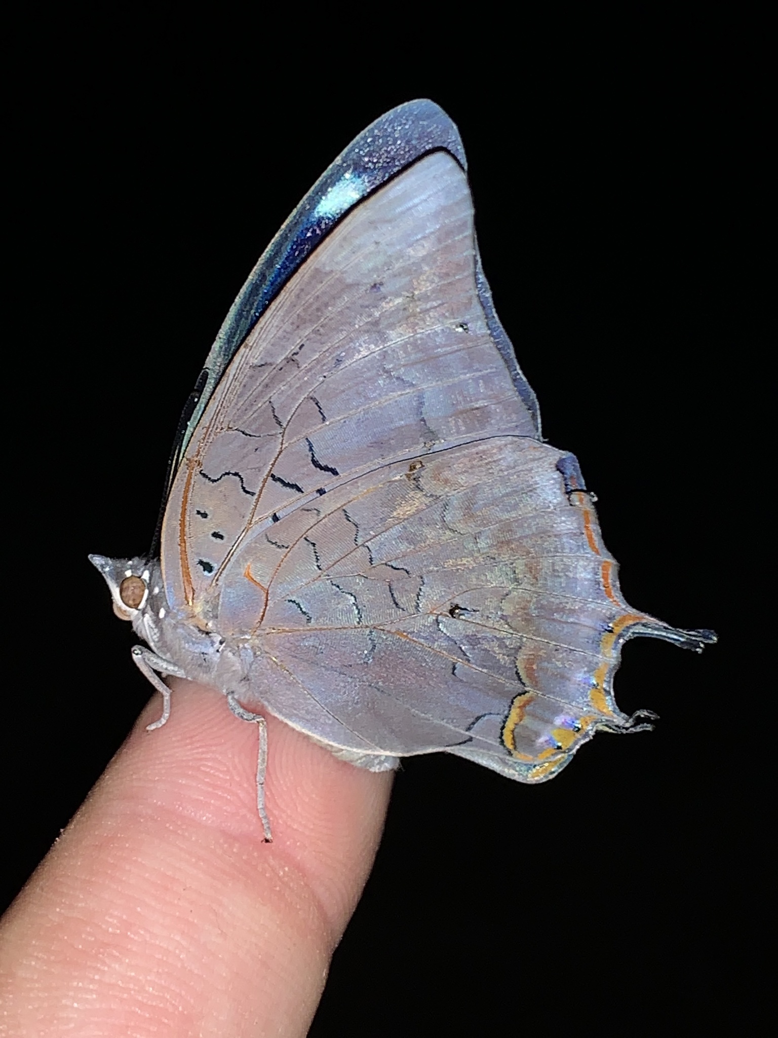 Charaxes viola Butler, 1865