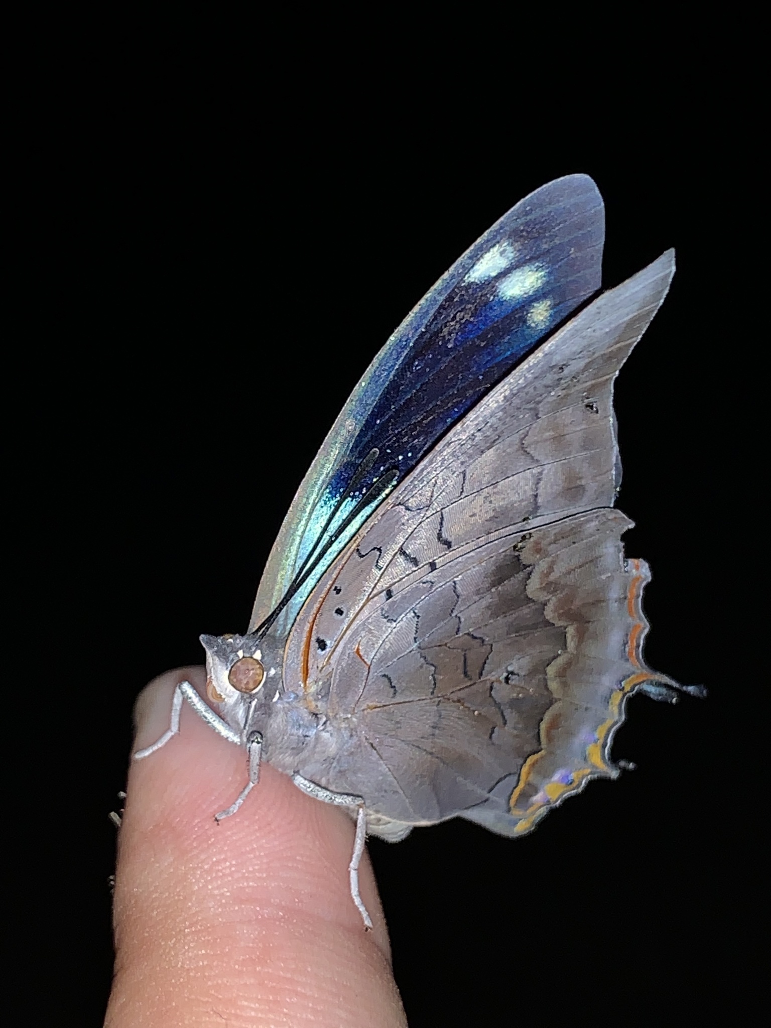 Charaxes viola Butler, 1865