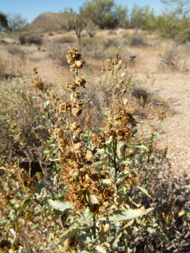 triangle-leaf bursage from Maricopa, Arizona, United States on May 2 ...