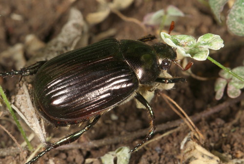 Callistethus nicoyus · iNaturalist