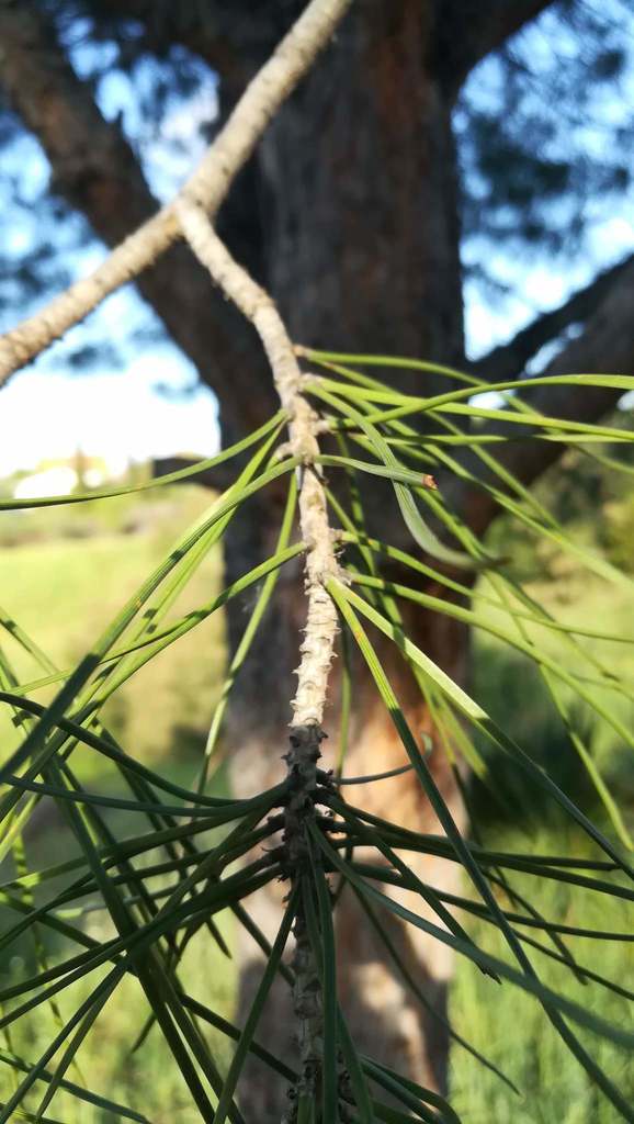 Stone pine (Pinus pinea) - Botanical Realm