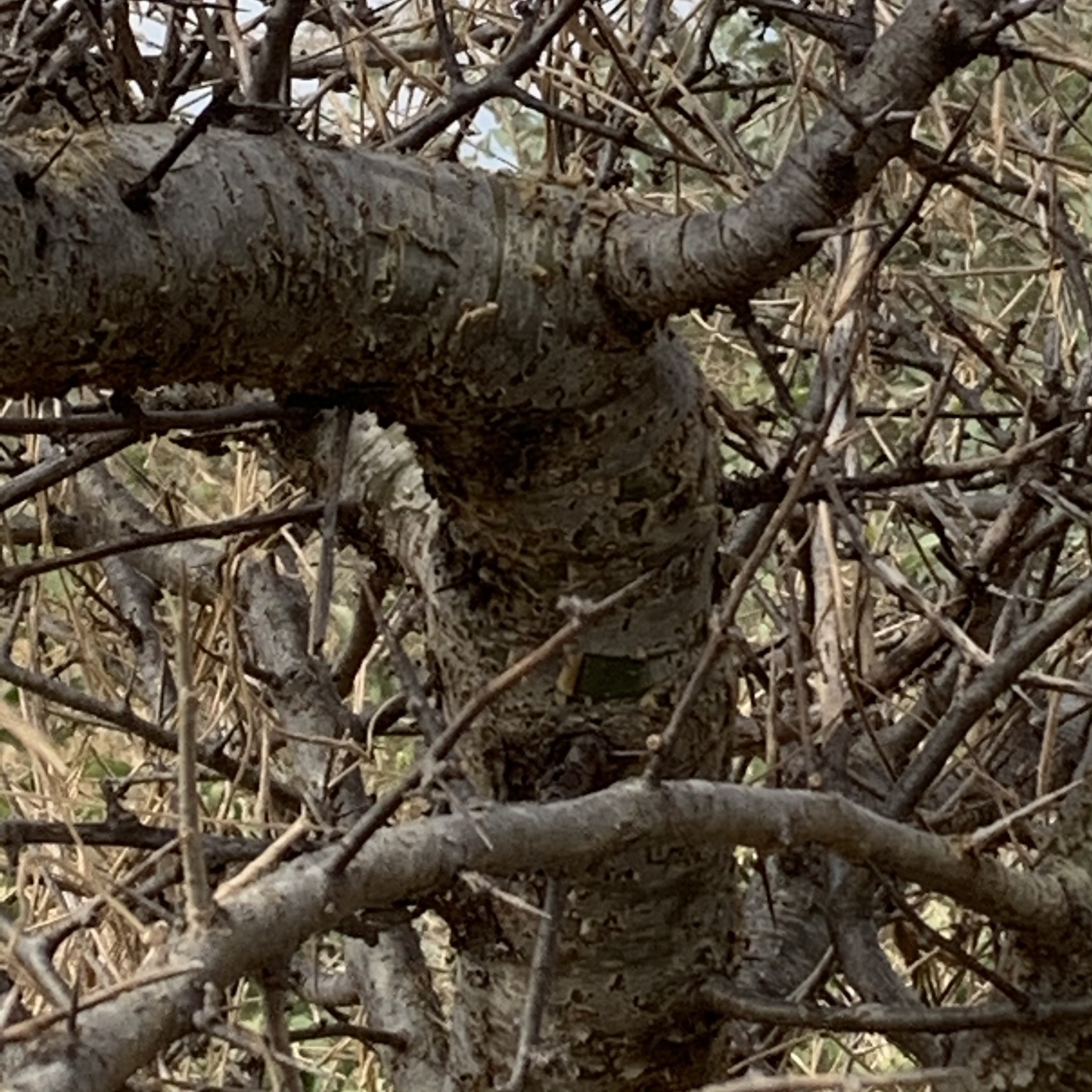 Commiphora africana (Rich.) Engl.