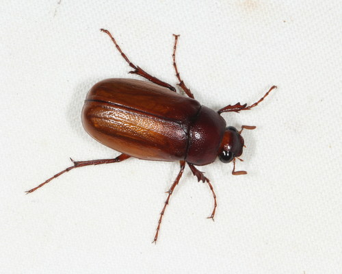 Phyllophaga obsoleta · iNaturalist