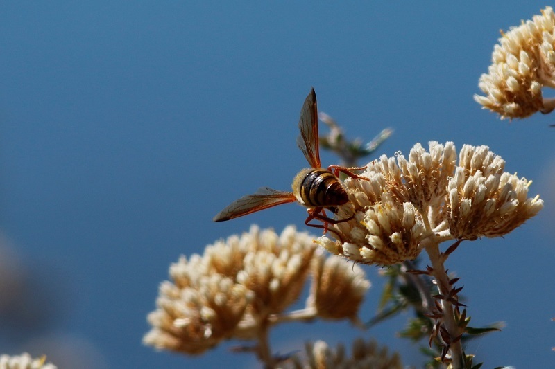 Sand Wasps from Gordons Bay, Cape Town, South Africa on May 2, 2021 at ...