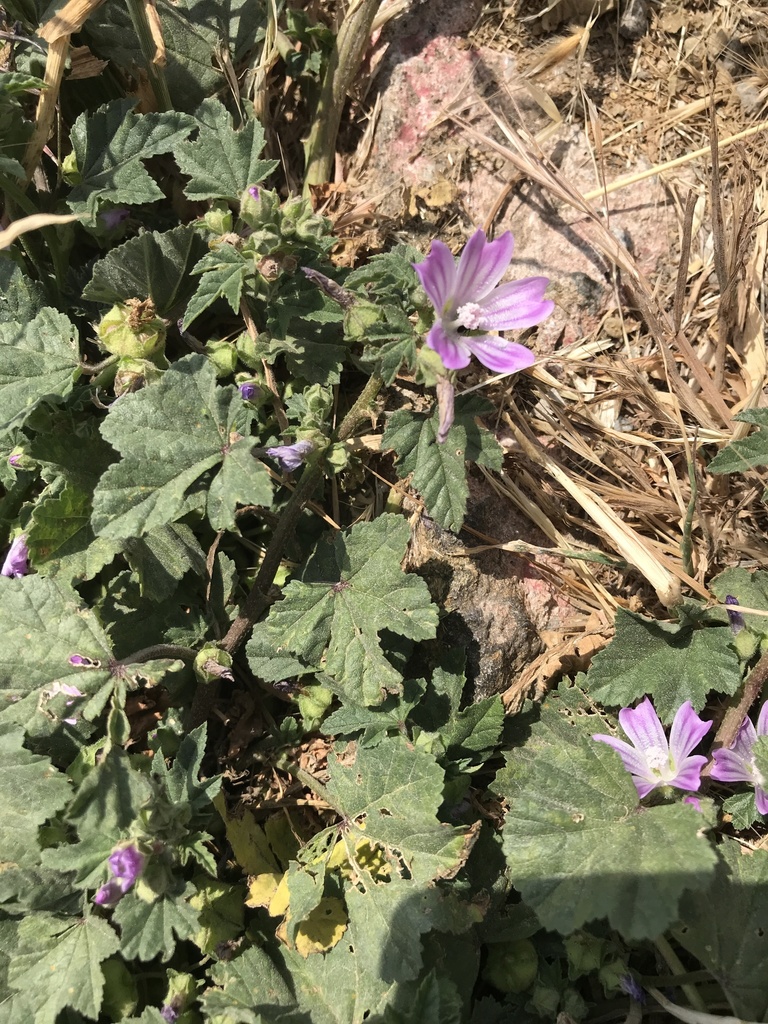 Cretan mallow from Angels Gate Park, Los Angeles, CA, US on May 2, 2021 ...