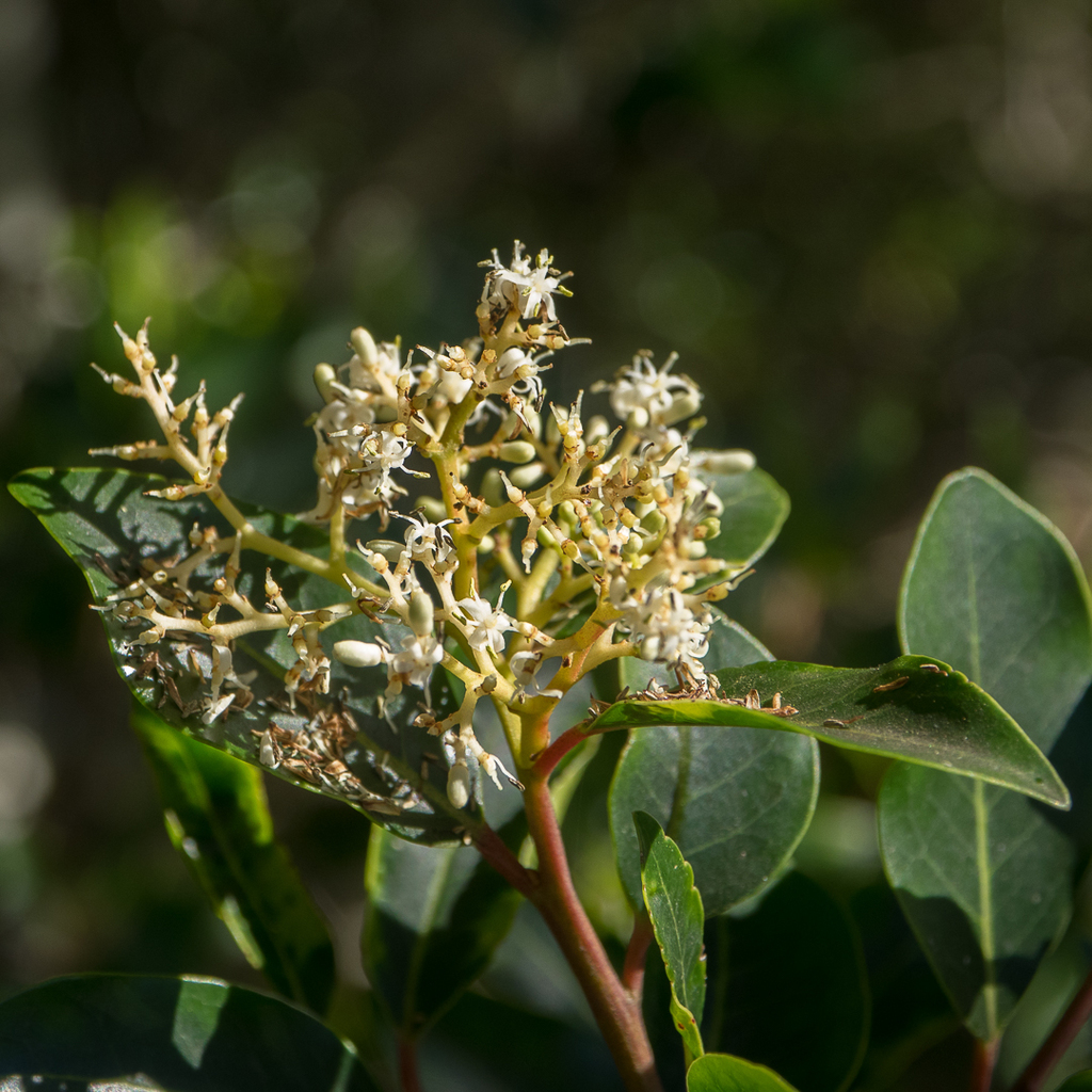 (Metteniusales) - Botanical Realm