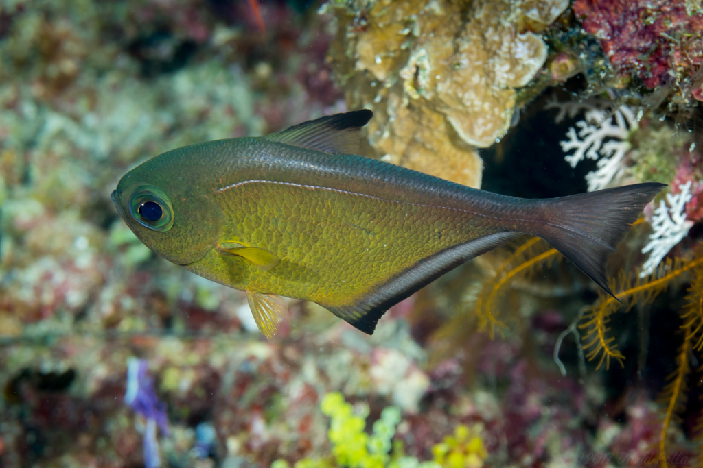 Vanikoro Sweeper (Pempheris vanicolensis) - Marine Life Identification