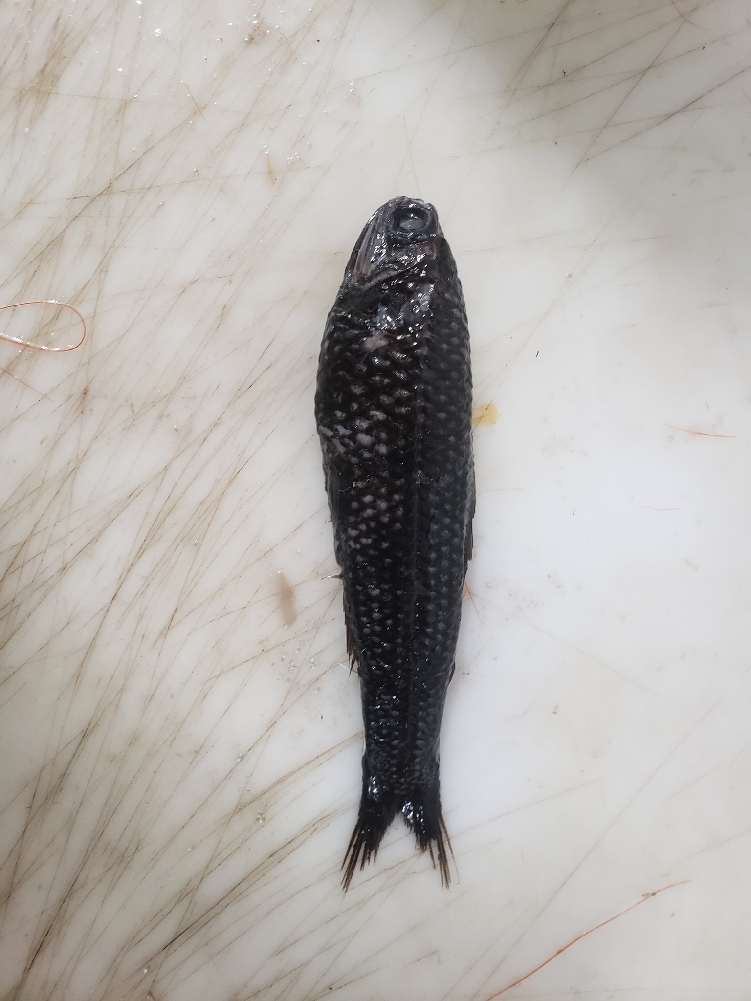 Lampadena Goode & Bean, 1893