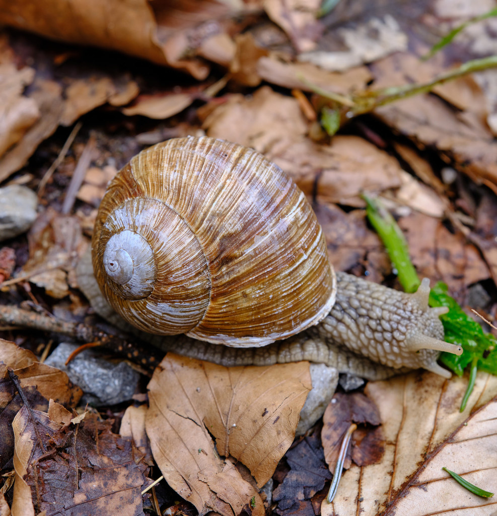 Roman Snail from 1292 Strahomer, Slovenia on May 02, 2021 at 01:57 PM ...
