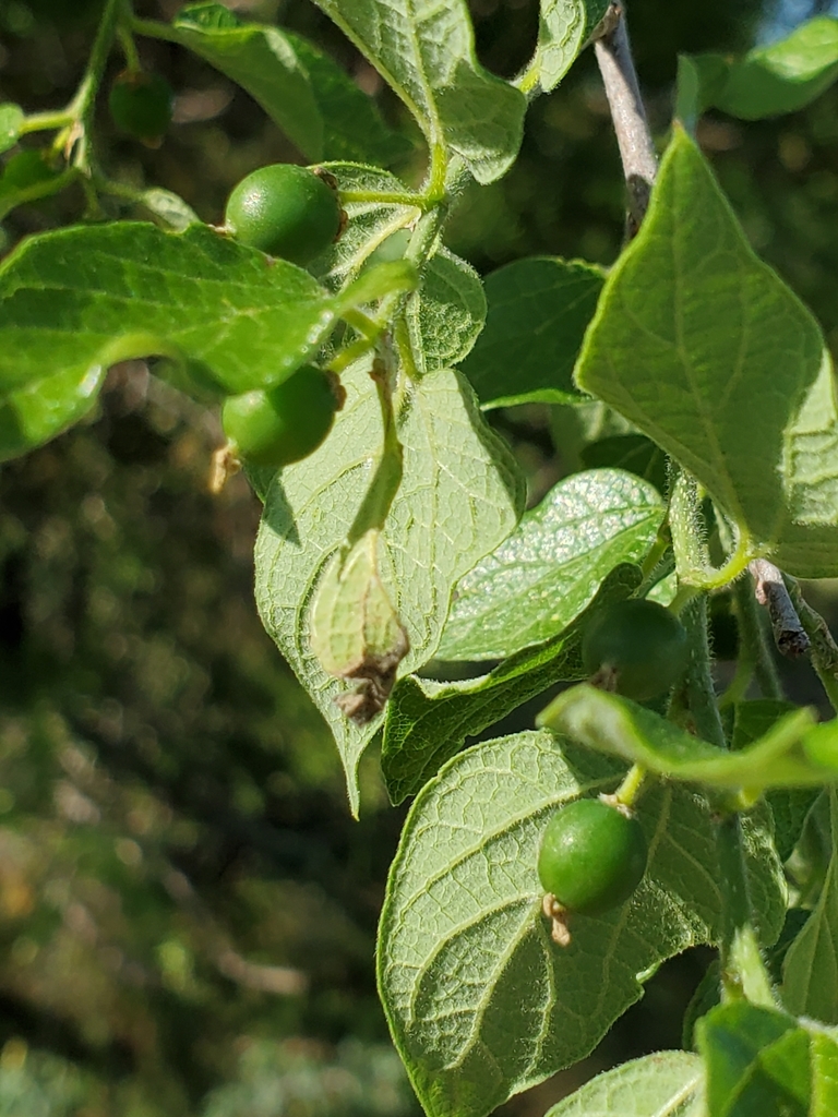 netleaf hackberry (Celtis reticulata) - Botanical Realm