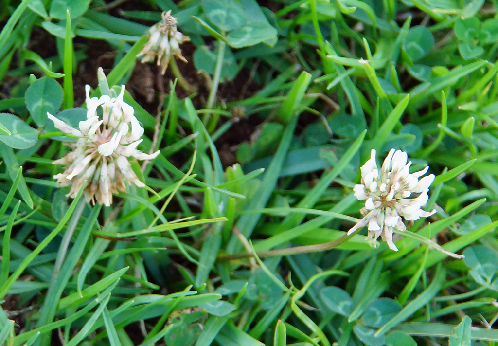 white clover from Table Mountain National Park, City of Cape Town ...