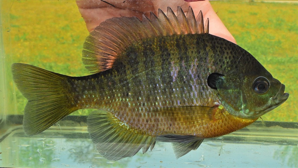 Bluegill (Lepomis macrochirus) - Marine Life Identification