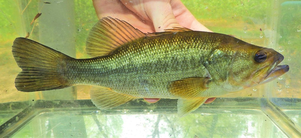 Largemouth Bass (Micropterus nigricans) - Marine Life Identification