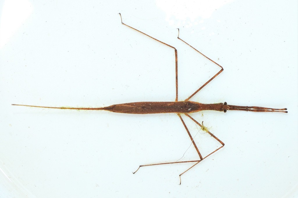 Ranatra from Anne Arundel County, MD, USA on May 02, 2021 at 02:25 PM ...