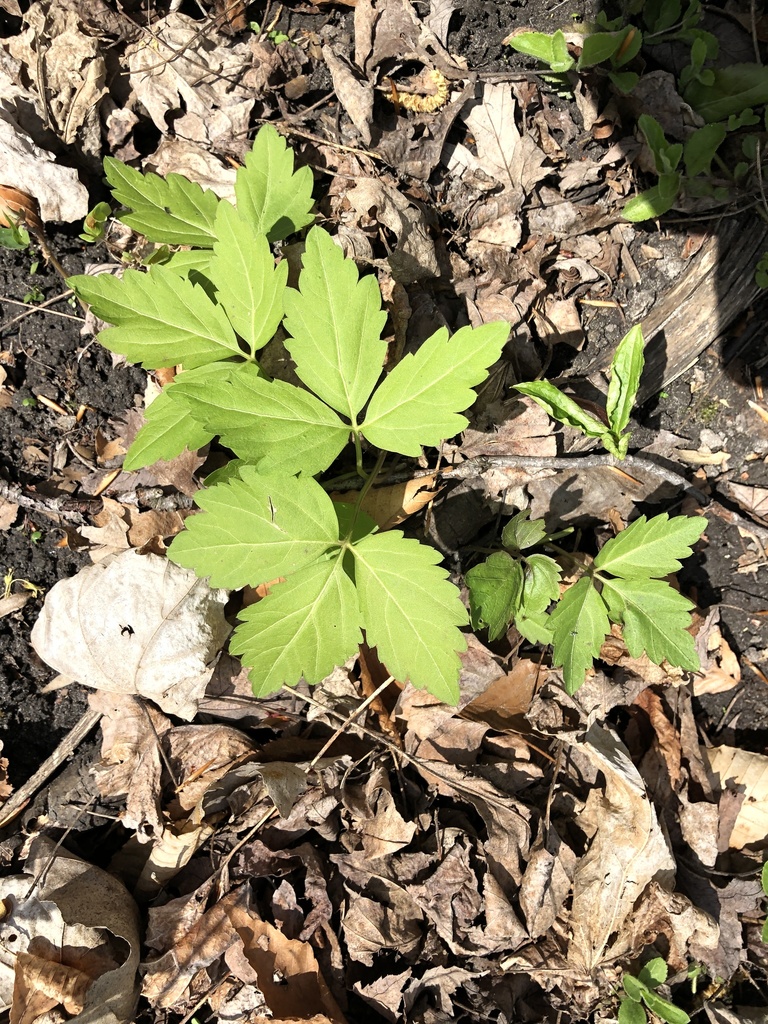 Two-leaved Toothwort from Newbury, ON, CA on May 02, 2021 at 02:13 PM ...