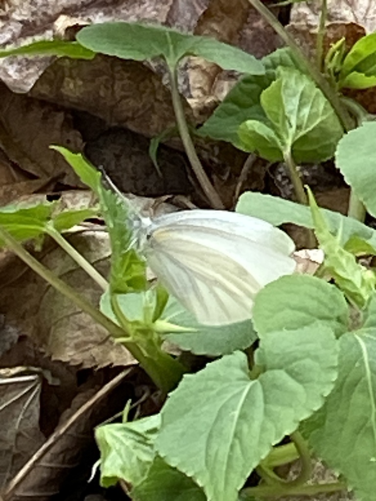 West Virginia White in May 2021 by Patti Smith. In patch of toothwort ...