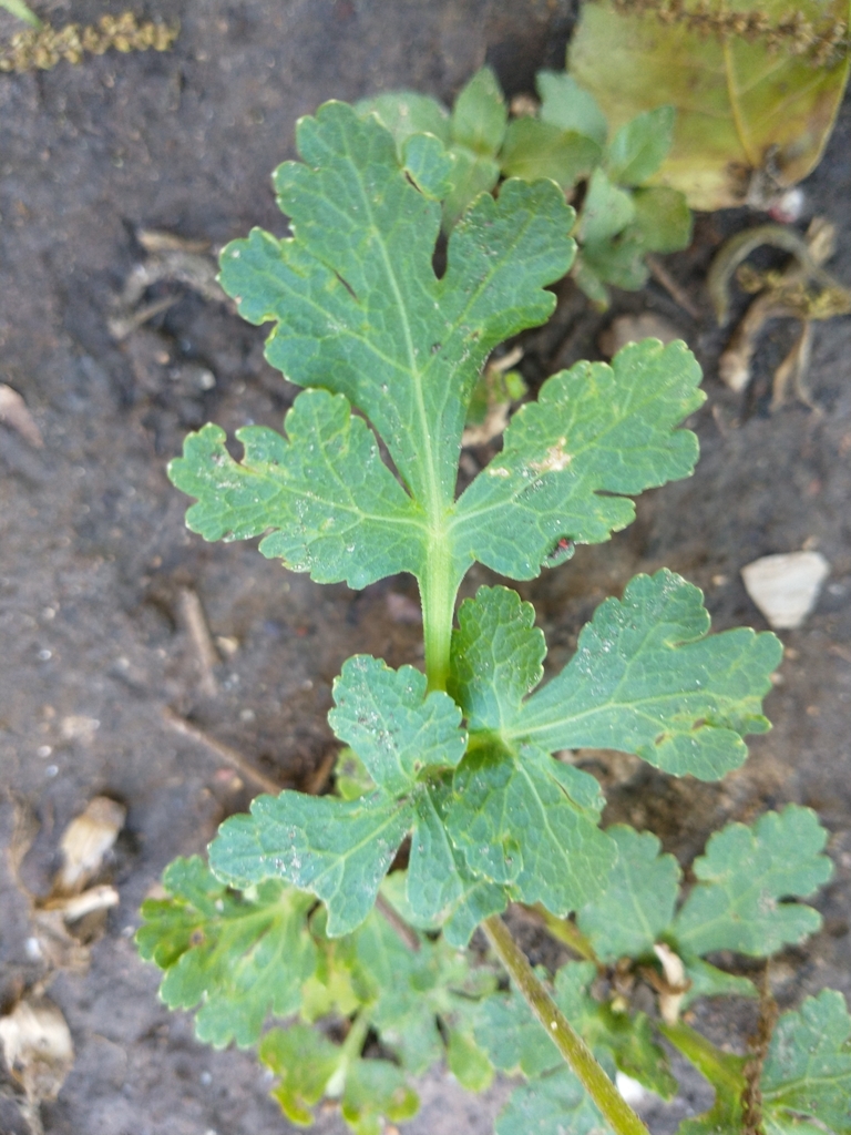 Texas Prairie Parsley from Crestview, Austin, TX, USA on May 02, 2021 ...