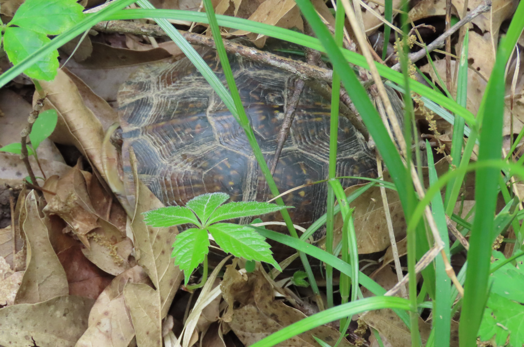 Three-toed Box Turtle in May 2021 by Lee Elliott · iNaturalist