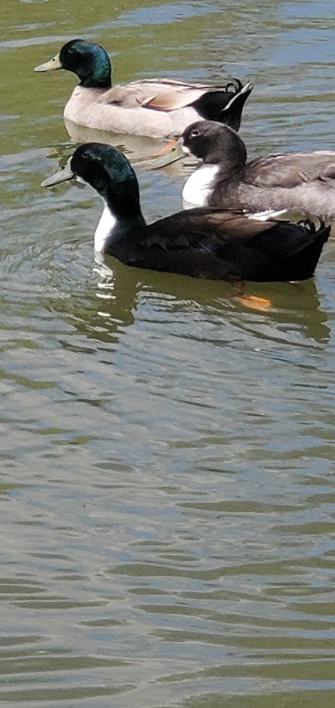 Domestic Mallard from Ennis, TX, USA on May 02, 2021 at 04:35 PM by ...