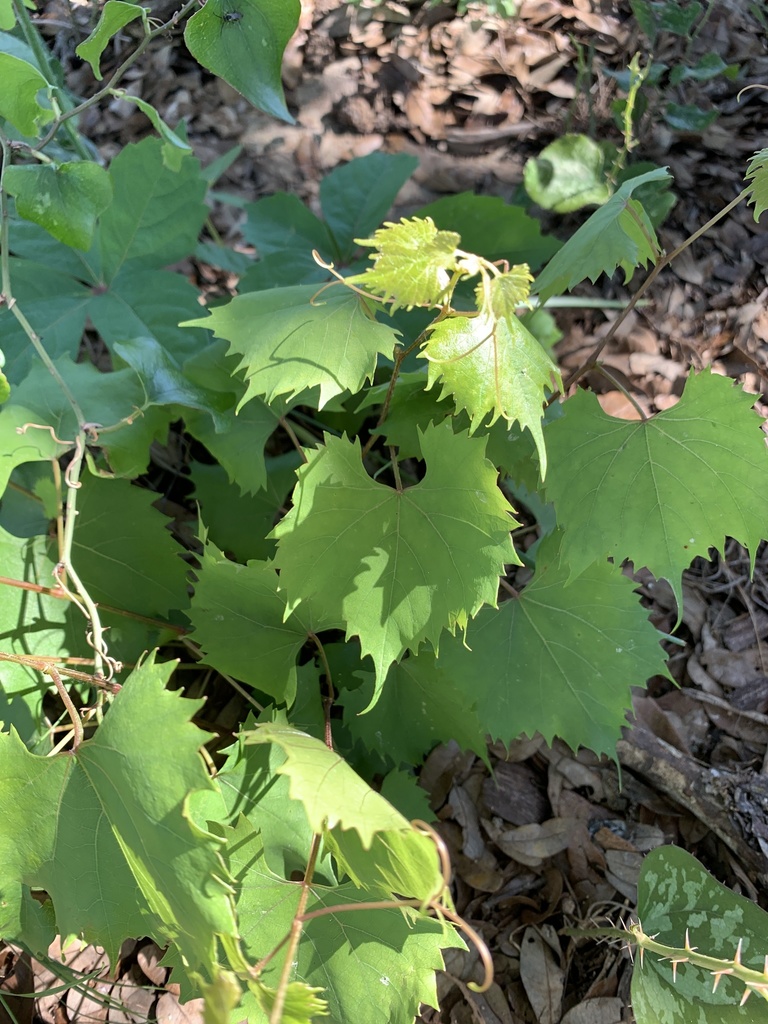 sweet mountain grape in May 2021 by MJ -Blanco TX · iNaturalist