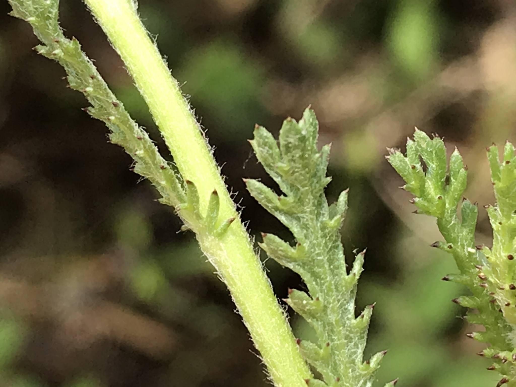 Cladanthus mixtus (L.) Chevall.