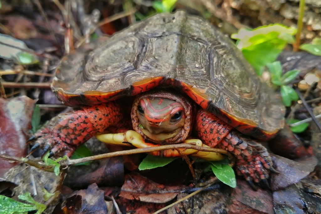 Painted Wood Turtle from Cosalá, Sin., México on July 21, 2020 at 09:49 ...