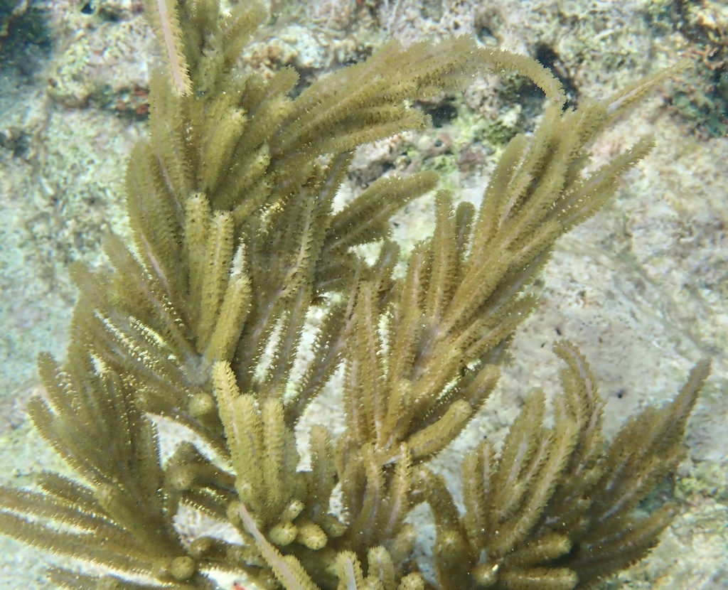 Muriceopsis flavida (North Carolina Aquarium at Fort Fisher) · iNaturalist