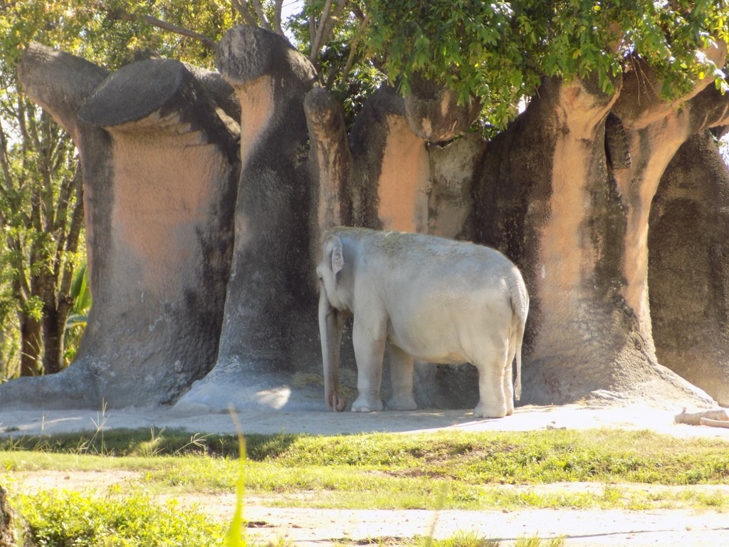 Asian Elephant in August 2016 by kev9795 · iNaturalist