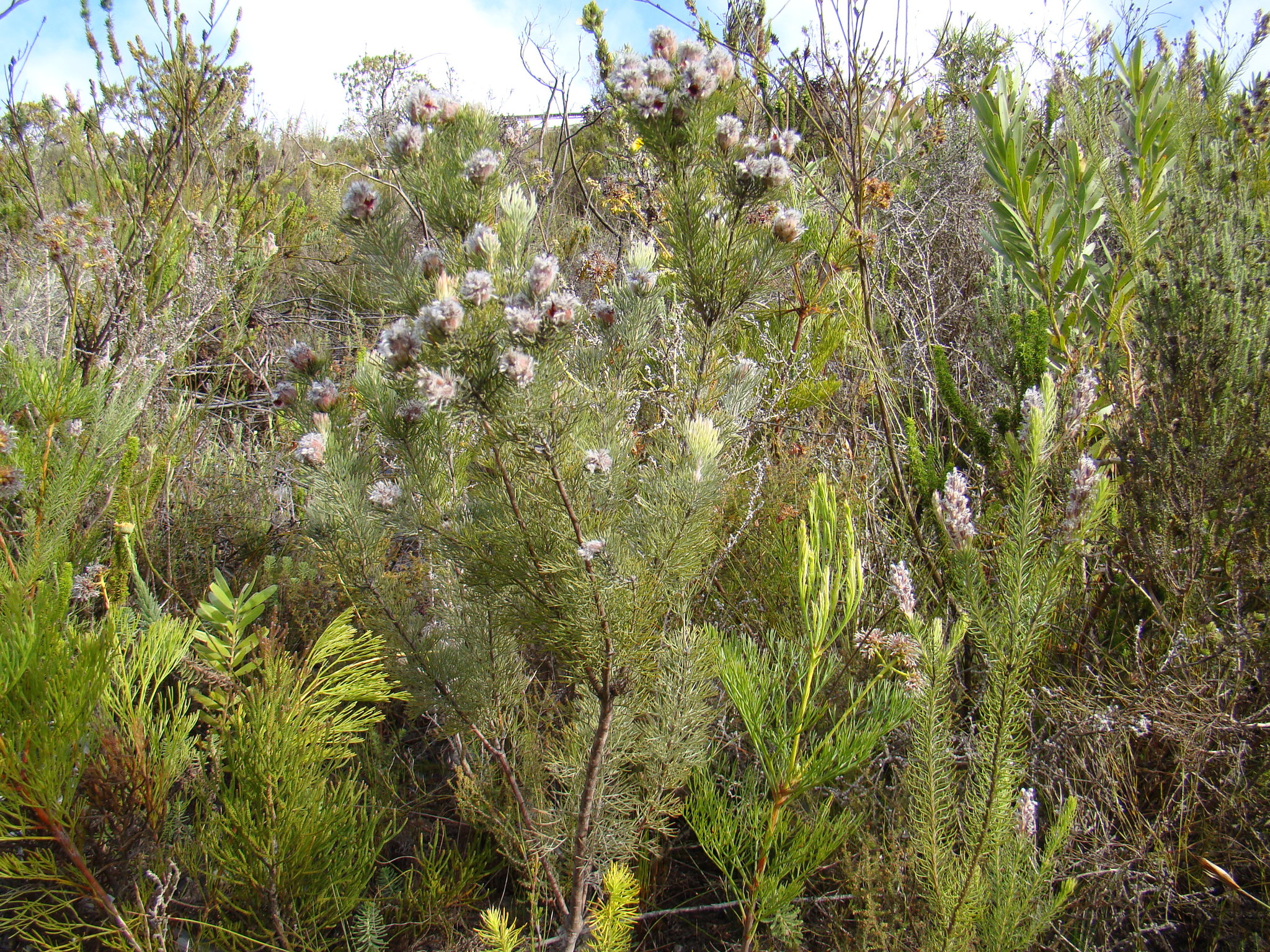 Paranomus capitatus (R.Br.) Kuntze