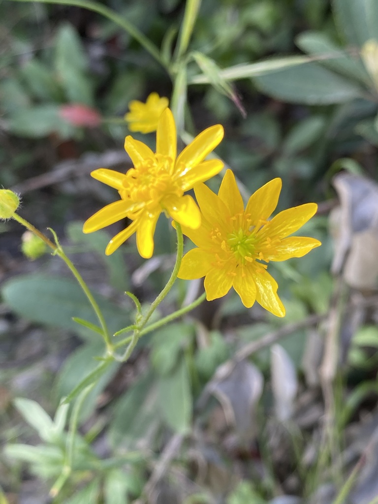 California buttercup from Newport Coast, Newport Beach, CA, USA on May ...