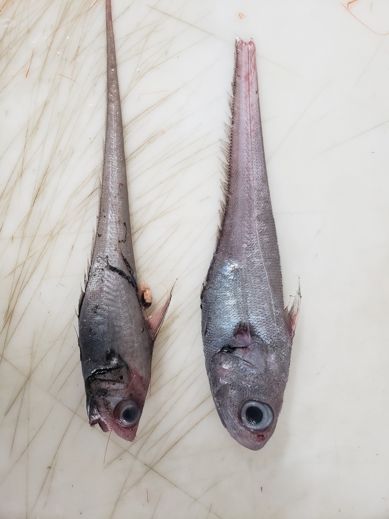 (Coryphaenoides) - Marine Life Identification